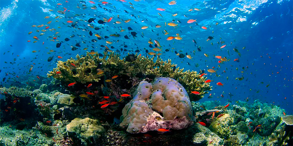 Allarme biodiversità: 31.000 specie animali e vegetali sono a rischio ...