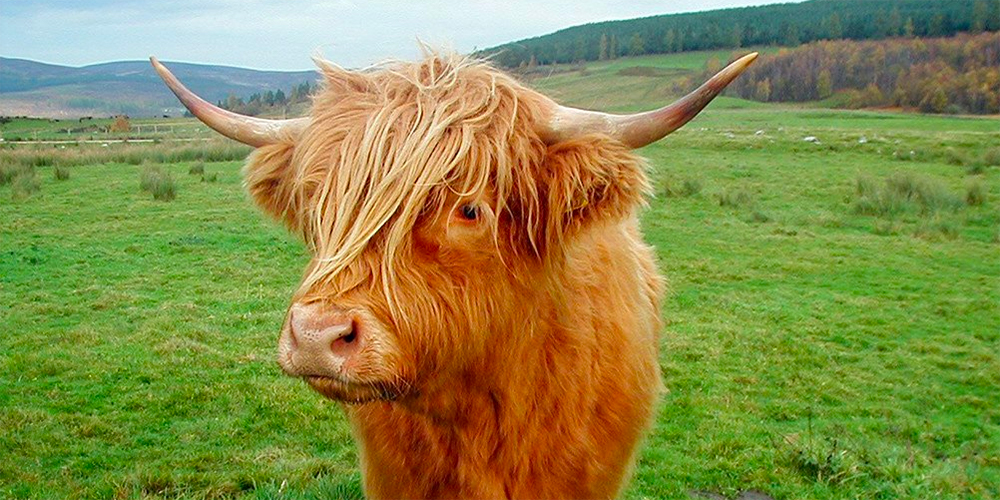 Obbligazionario: è in arrivo il “baby toro” « LMF Lamiafinanza