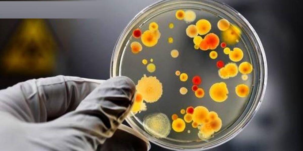 Economia circolare. Alcuni microbi mangiano la plastica anche a basse ...